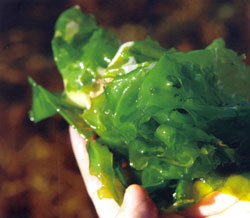 Algue : Laitue de la mer - Ulva Lactuca - récoltée en Bretagne Sud